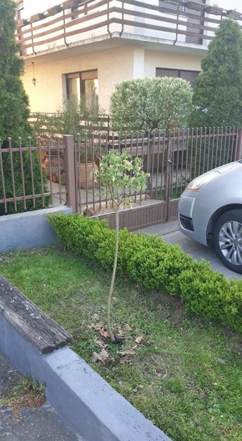 Kuglasta Vrba | Ukrasne Sadnice | Svet Sadnica