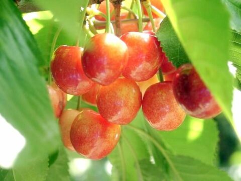 Sadnice Trešnje Rušt | Sadnice Voća Svet Sadnica