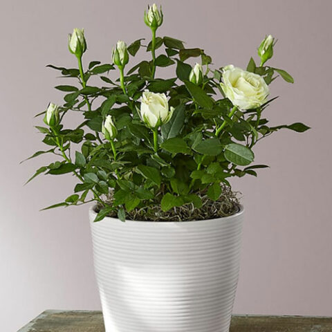 Mini (patuljaste) Ruže Bele | Svet Sadnica